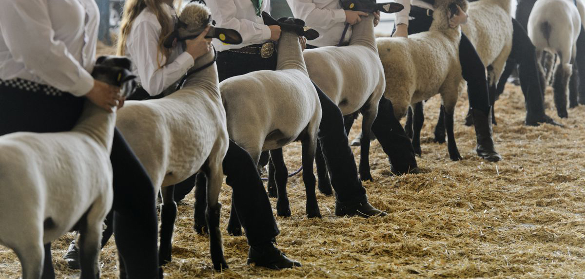 2024 Logan County Free Fair Livestock Show results – Guthrie News Page