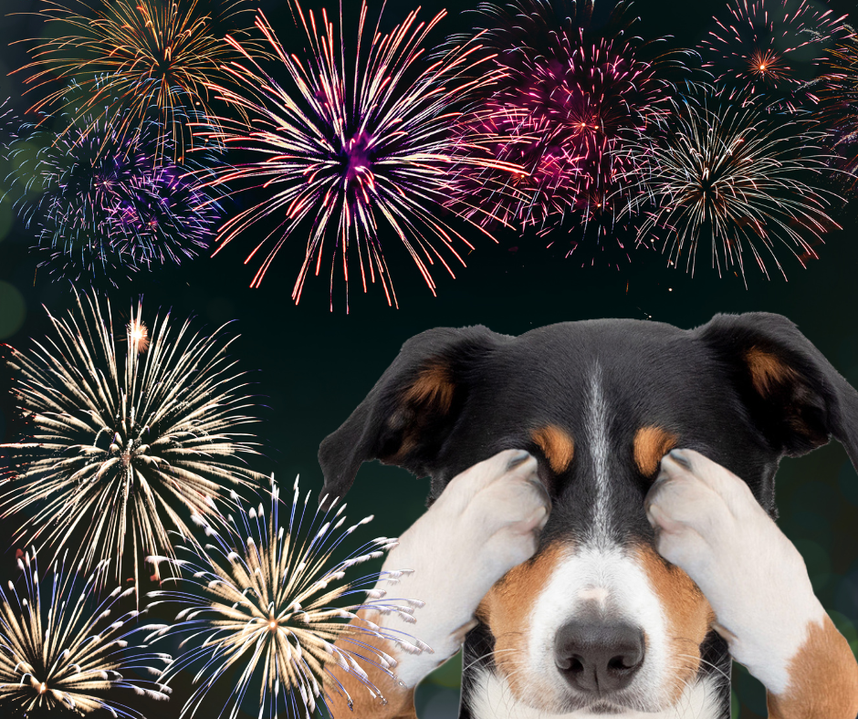 Keeping your dogs safe during fireworks season – Guthrie News Page