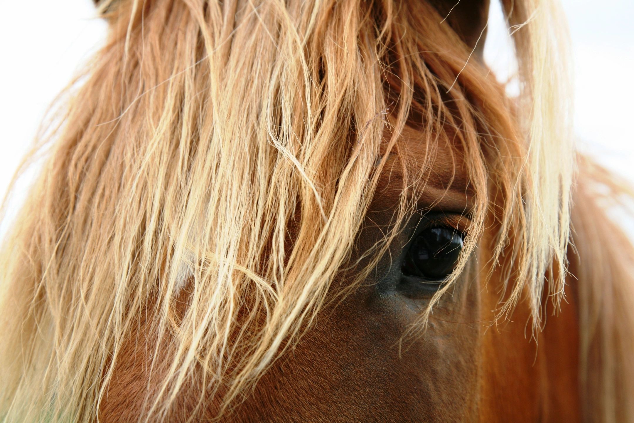Barn fire in south county leaves 18 horses dead – Guthrie News Page
